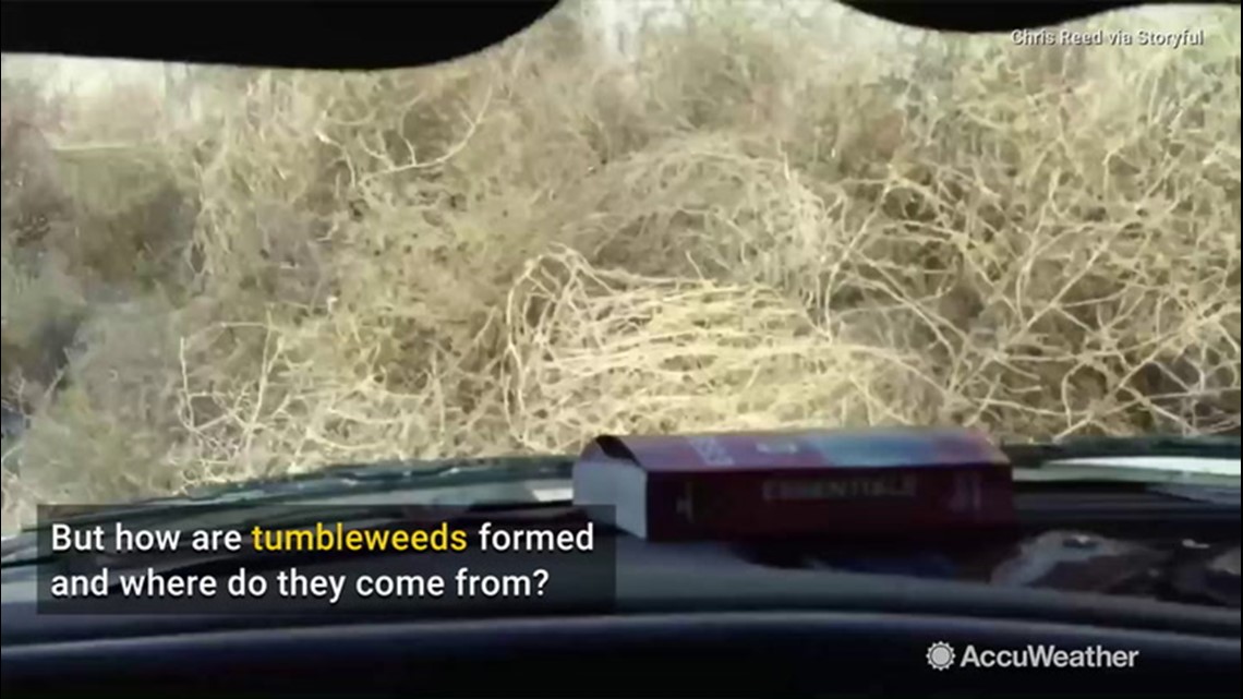 Where tumbleweeds come from will surprise you | thv11.com
