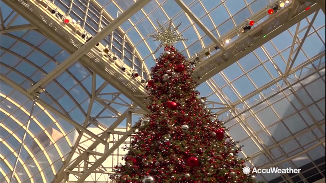 Everything's bigger in Texas, even the Christmas trees | thv11.com