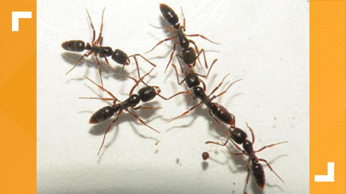 Invasive Asian needle ant with potentially fatal sting seen in Arkansas ...