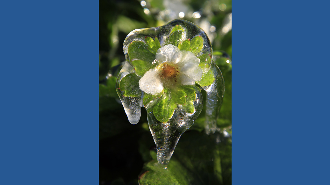 Why you should water your plants before it freezes | thv11.com