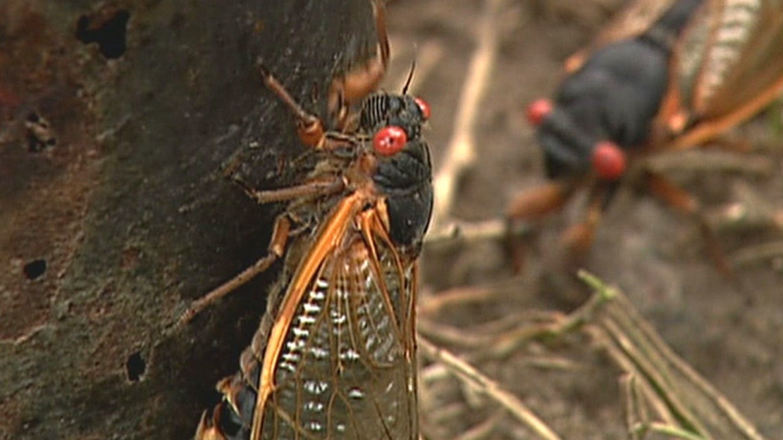 Scientist pumped for dual emergence of cicada broods | thv11.com