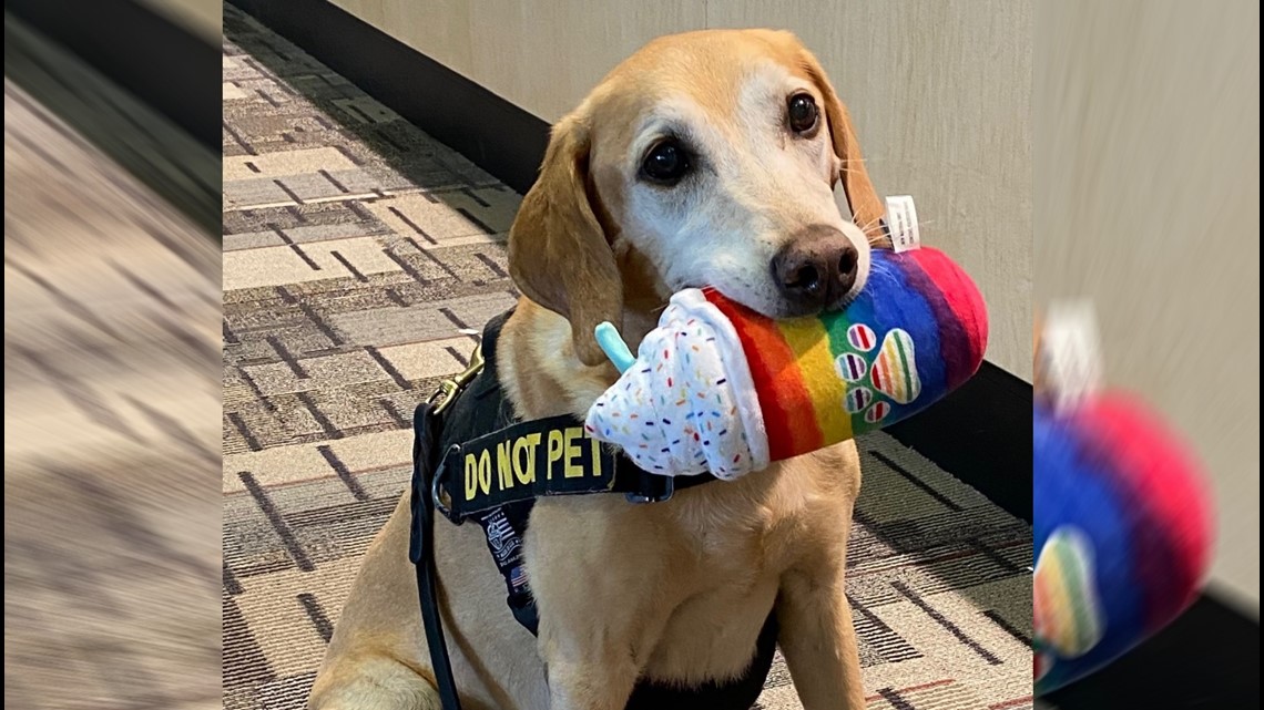 It's final: Eebbers is TSA's 2022 Cutest Canine | thv11.com