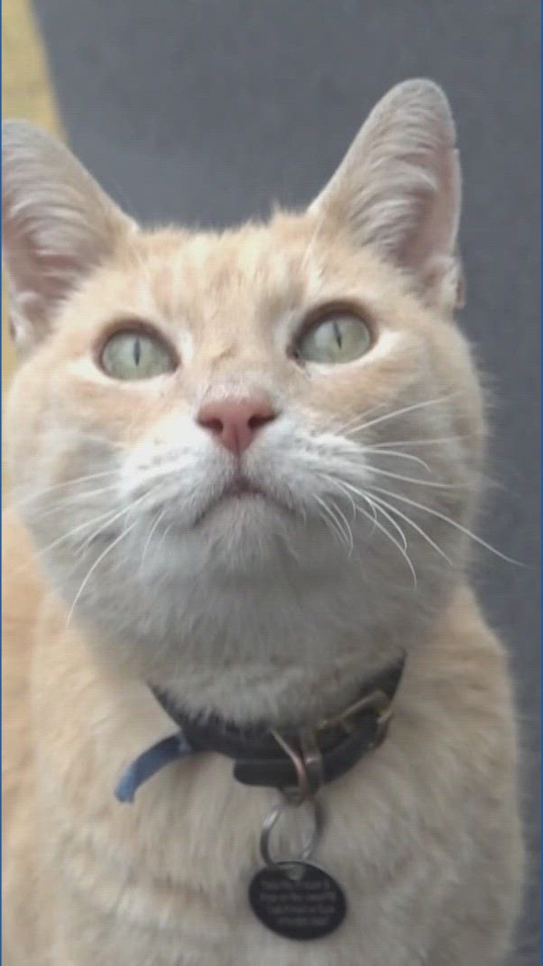 Famous Hamish: The ‘Tail’ of the Crystal Bridges Cat | thv11.com