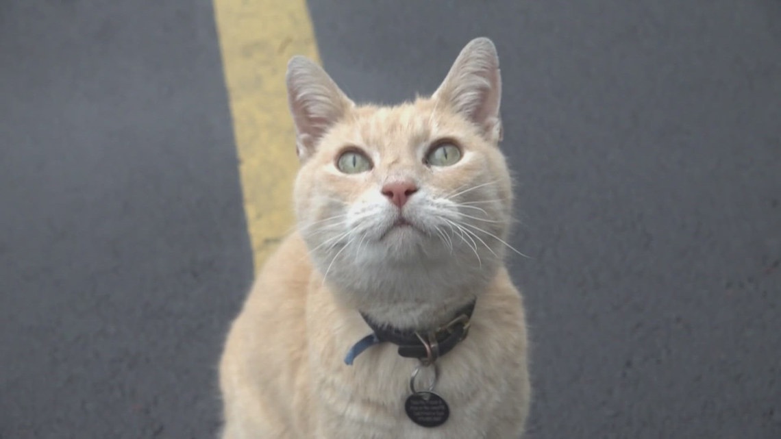 Famous Hamish: The ‘Tail’ of the Crystal Bridges Cat | thv11.com