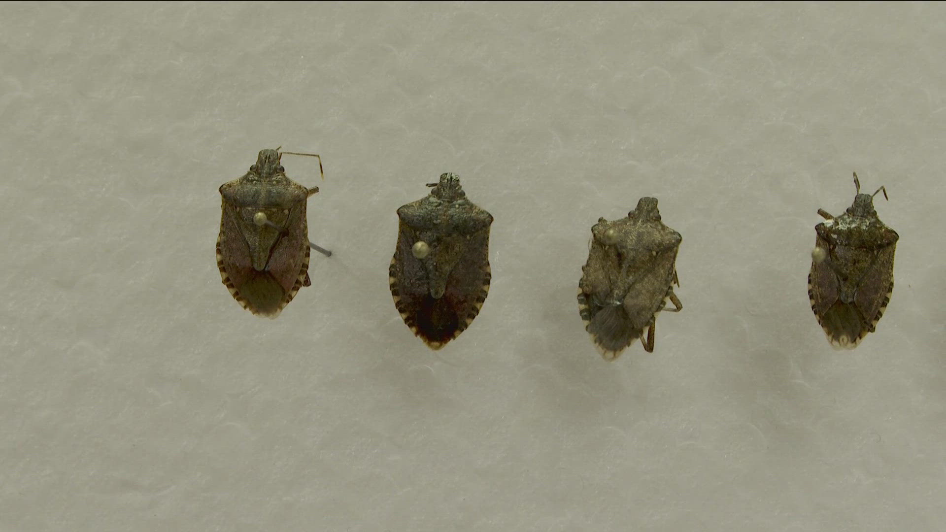 Stink bugs make their smelly return to Arkansas | thv11.com