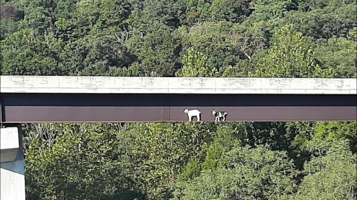 Goats possibly stuck on the railing underneath I-49 bridge | thv11.com