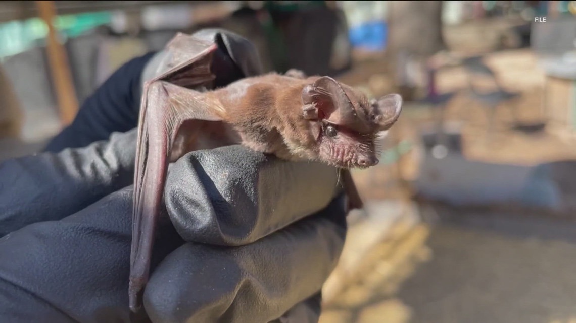 Northwest Arkansas man recounts surprise bat bite that led to rabies ...