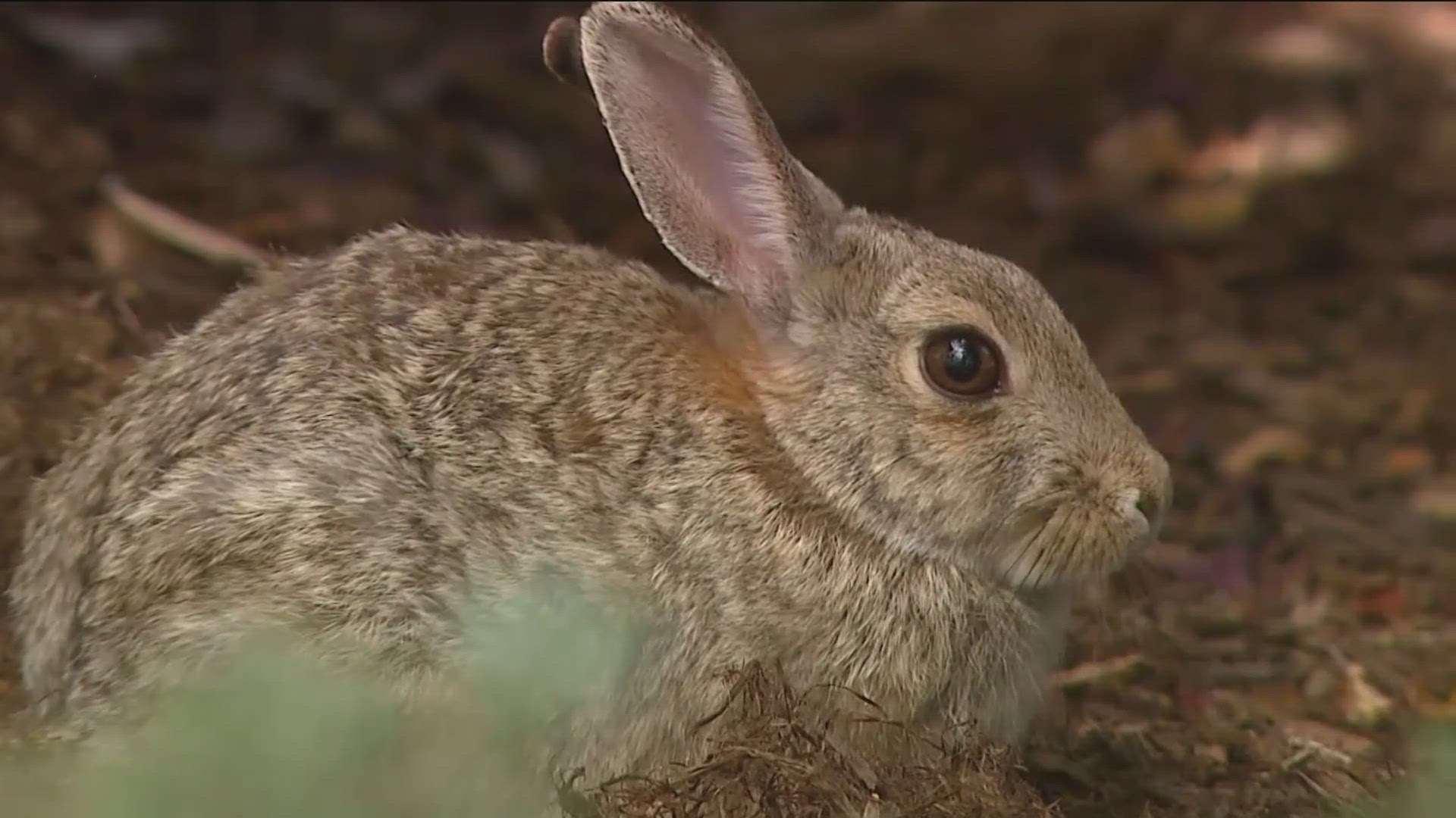 CDC: Rabbit fever increases by 56% in US | thv11.com
