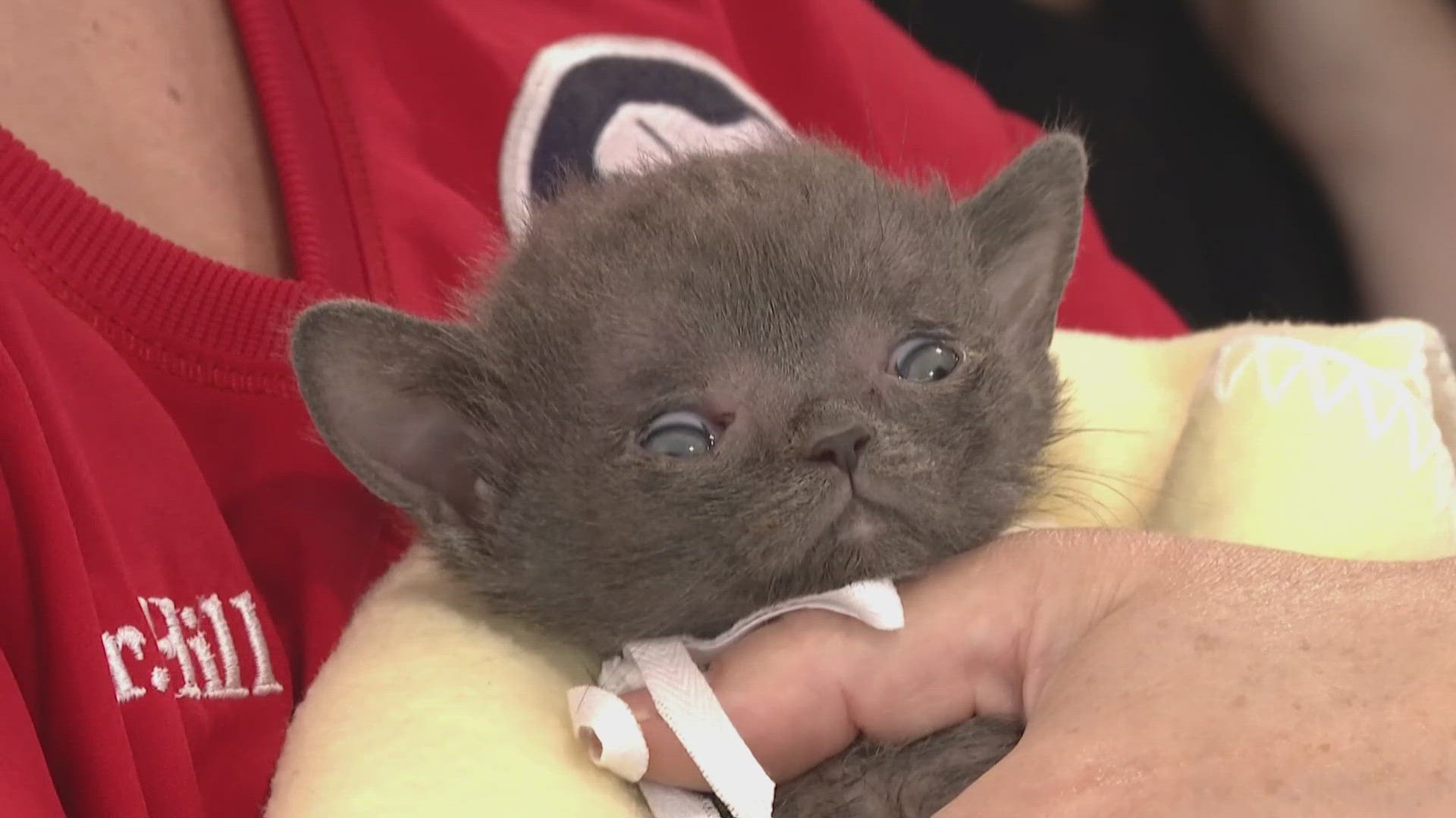 Viral Fayetteville kitten Bug now fighting for specialized care | thv11.com
