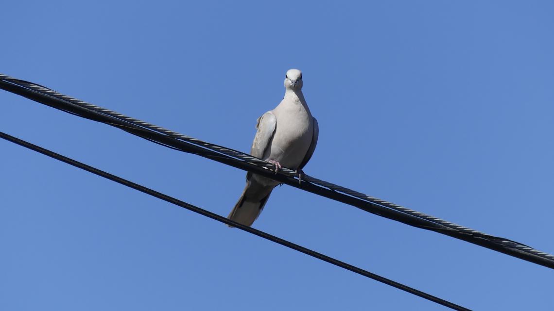 Arkansas hunters reminded that shooting at power lines is illegal ...