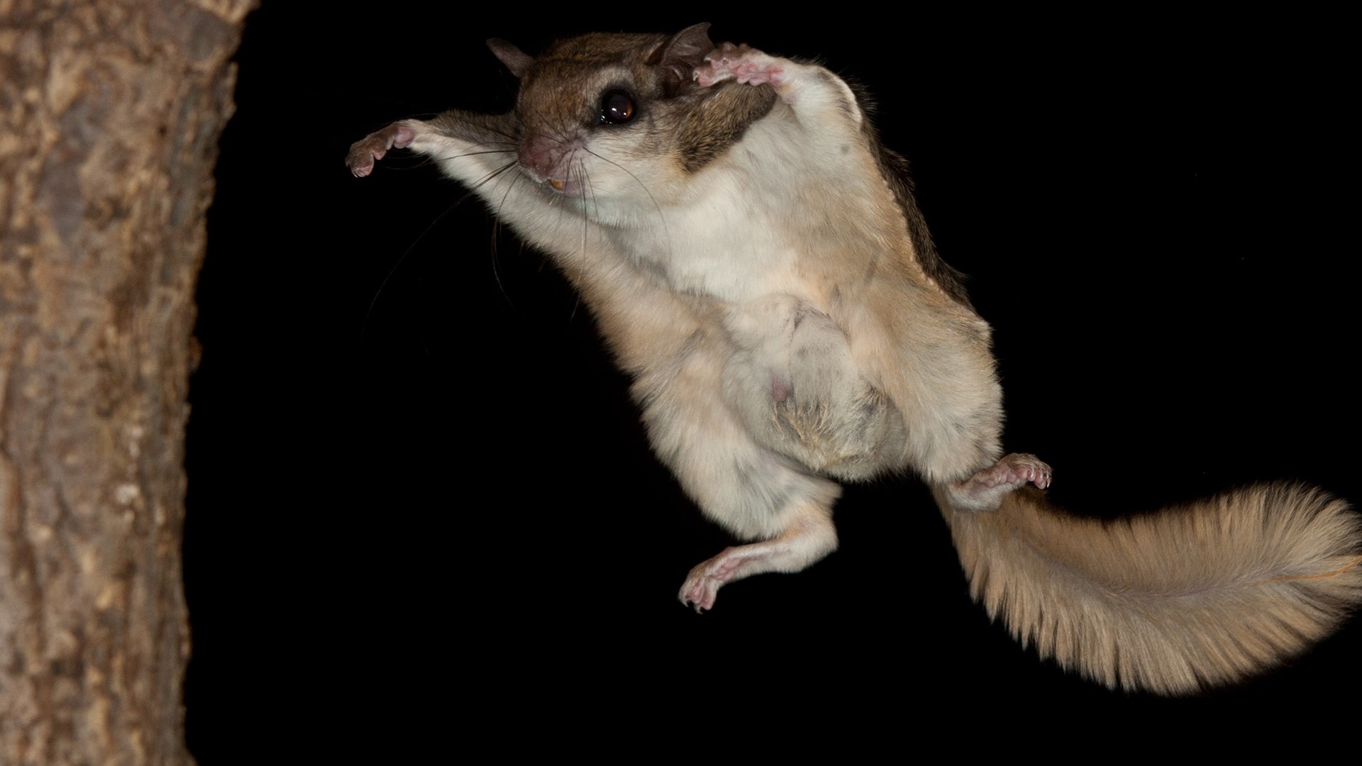 What makes the Southern Flying Squirrel so special? | thv11.com