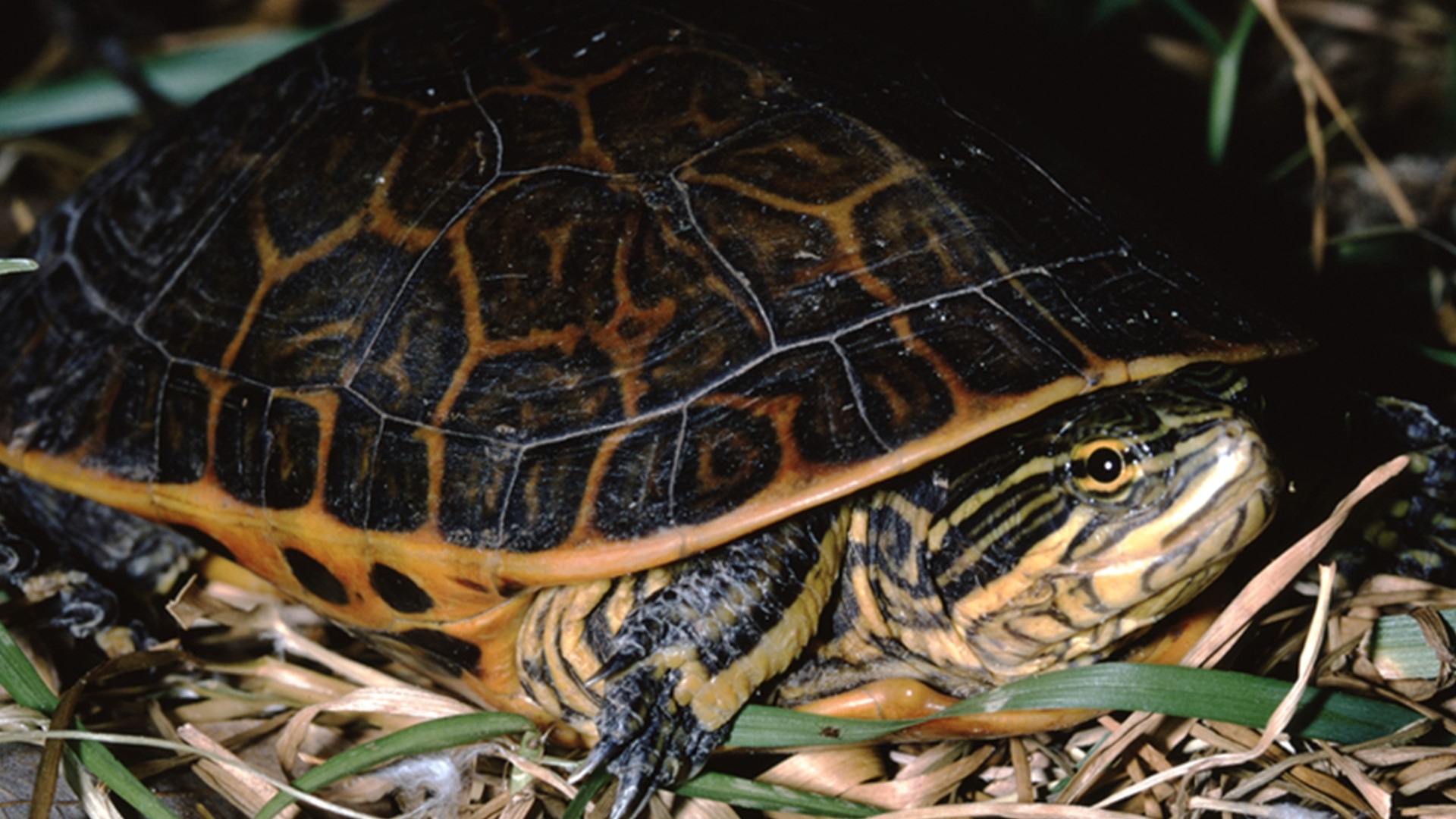 Chicken turtle sightings in Arkansas asked to report to AGFC | thv11.com