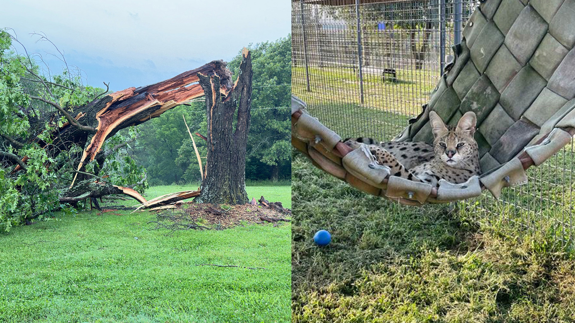 Turpentine Creek Wildlife Refuge without power after severe storm ...