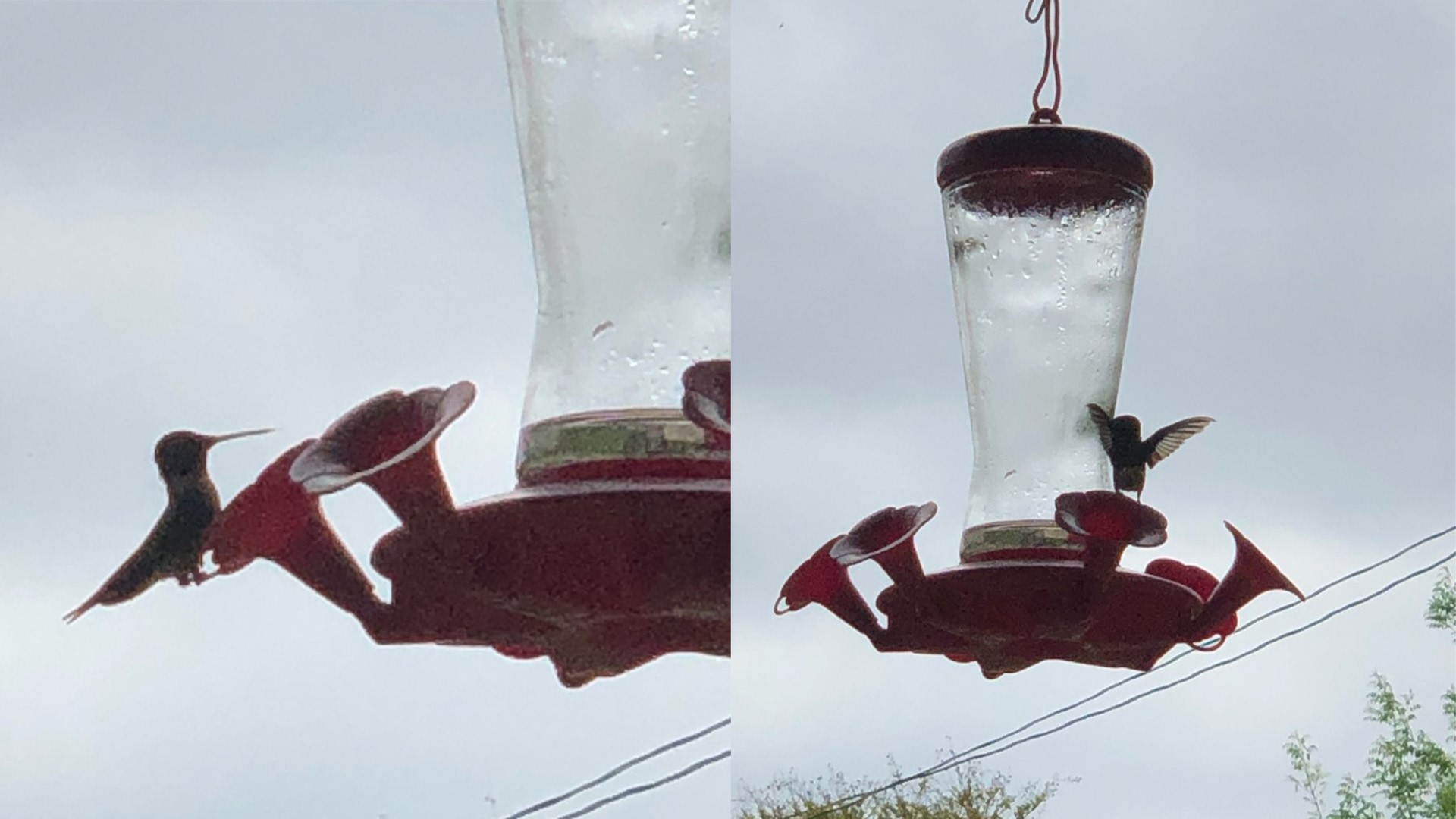 Hummingbird season is officially here | thv11.com