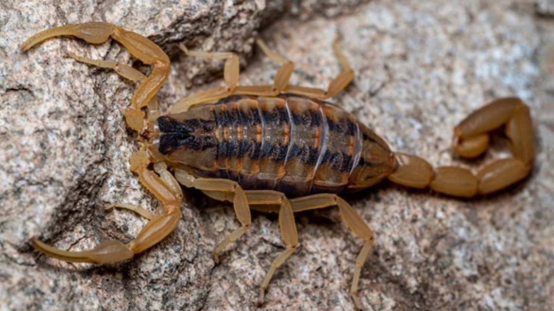 U of A scientists studying medical properties of scorpion venom | thv11.com