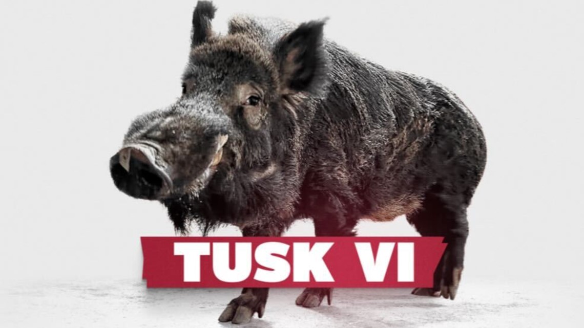 Tusk VI, the newest University of Arkansas razorback mascot | thv11.com