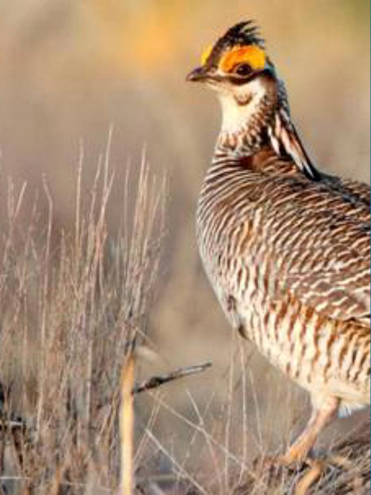 Trump administration ends protections for rare dancing prairie bird ...