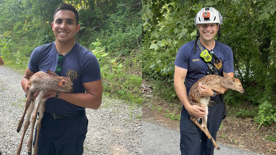 Rogers Fire Department rescues baby deer near Lake Atalanta | thv11.com