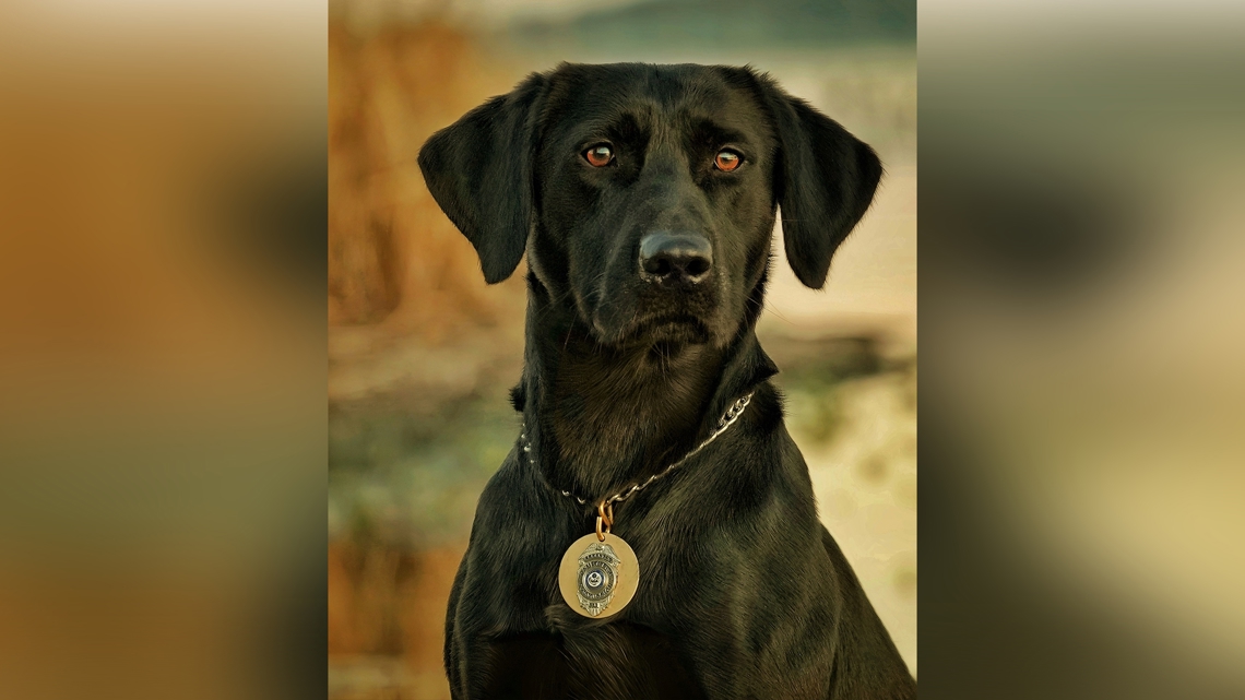 Arkansas Game and Fish K9 aptly named Hunter finds missing hunter ...