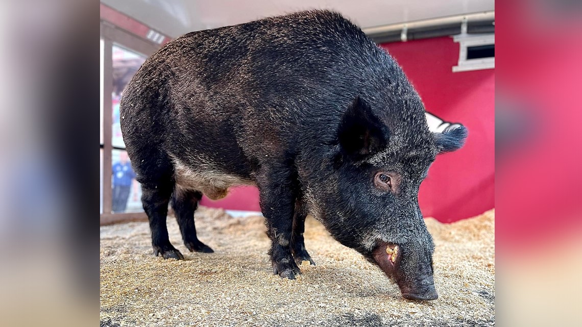 Tusk, the University of Arkansas mascot dies | thv11.com