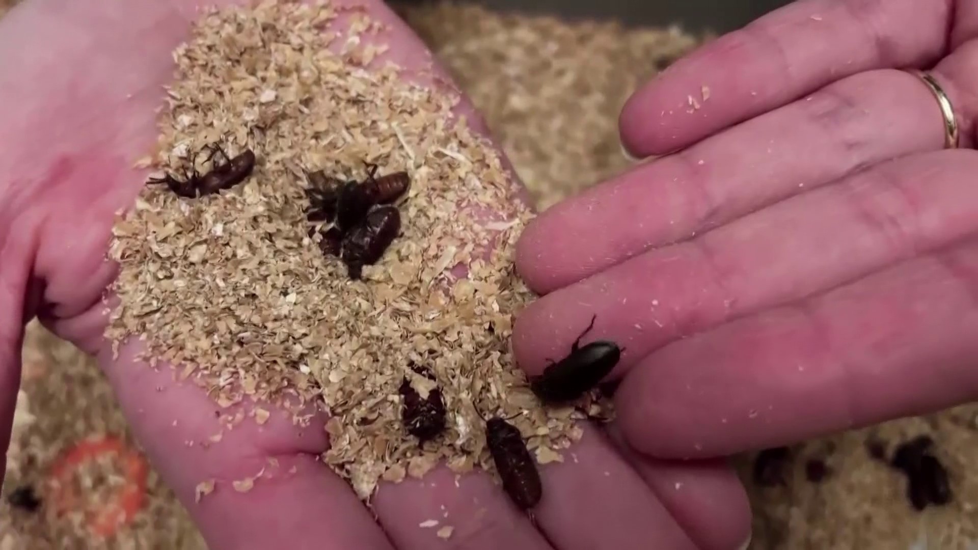 Tyson Foods to help construct insect protein processing facility ...