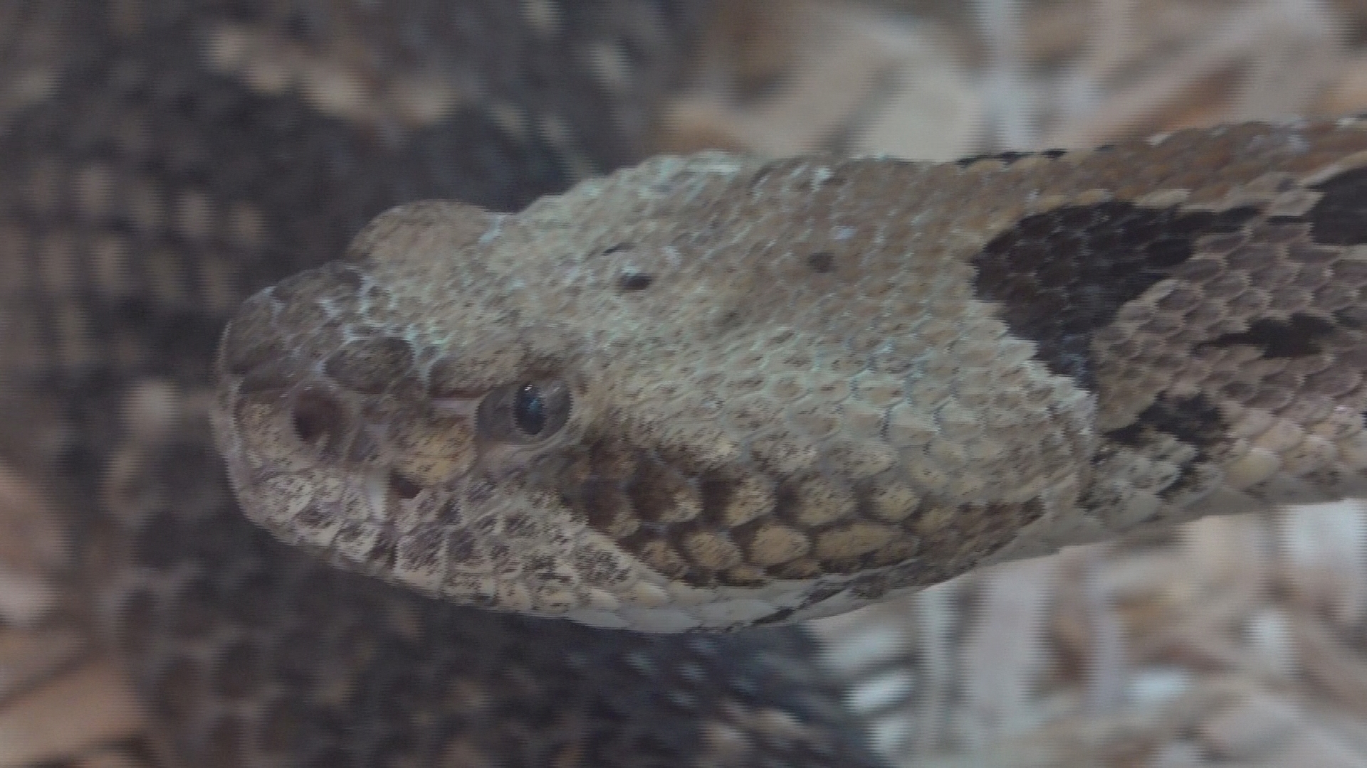AGFC warns of increased snake encounters amid flooding | thv11.com