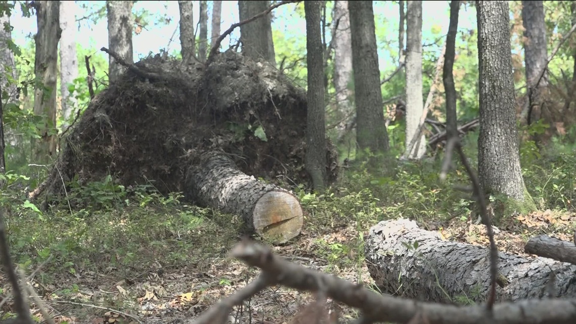 Rogers to undergo tree restoration project near Horsebarn Park | thv11.com