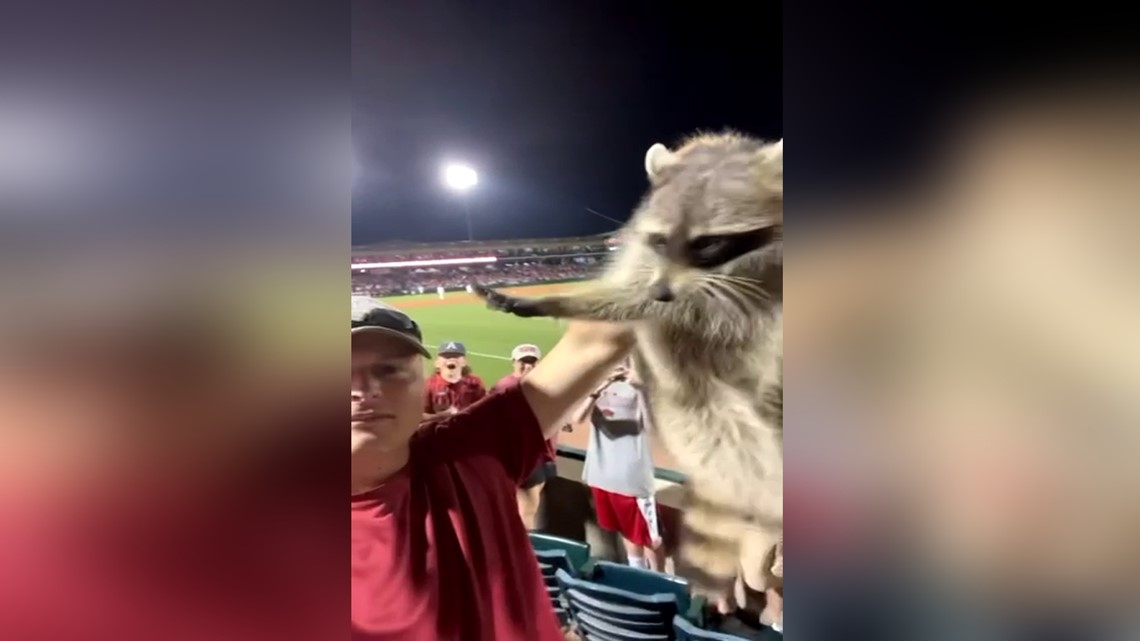 Only in Arkansas: Razorback fan catches raccoon at baseball game ...