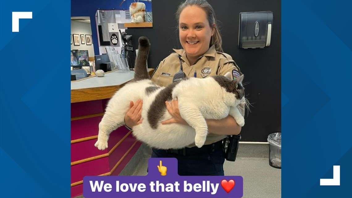 40 pound cat from Virginia gets adopted | thv11.com