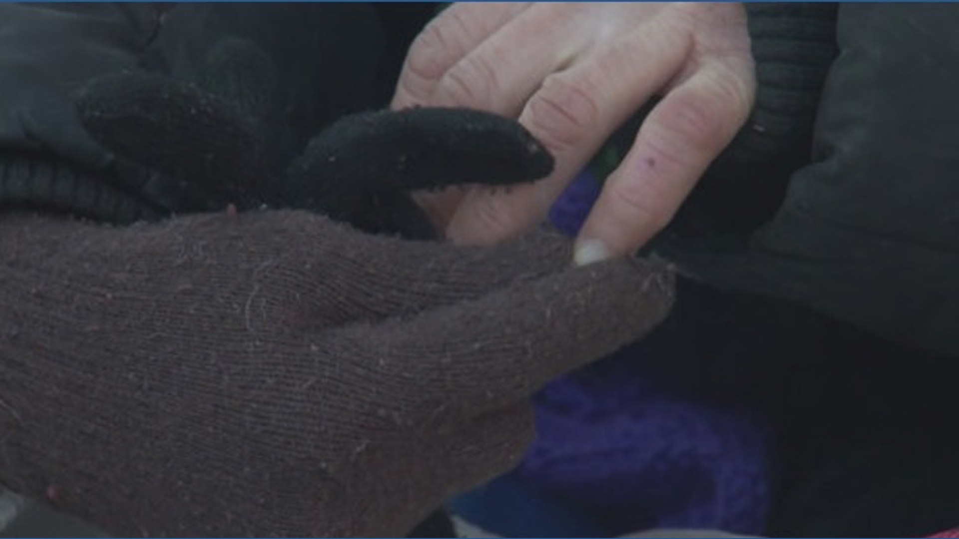 Frostbite and hypothermia: prevention, symptoms, and remedies | thv11.com