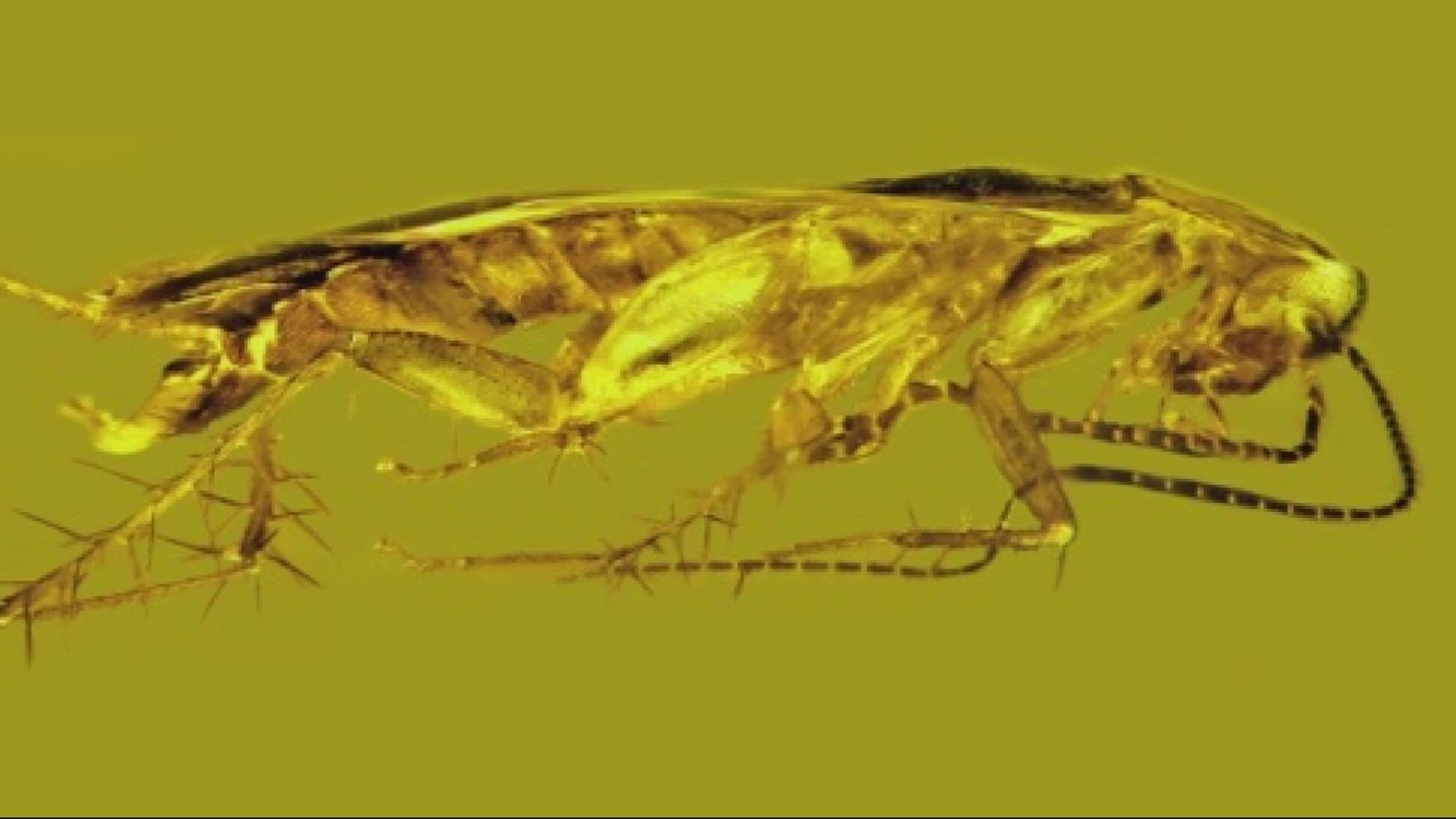 Oregon State researcher discovers new cockroach species | thv11.com