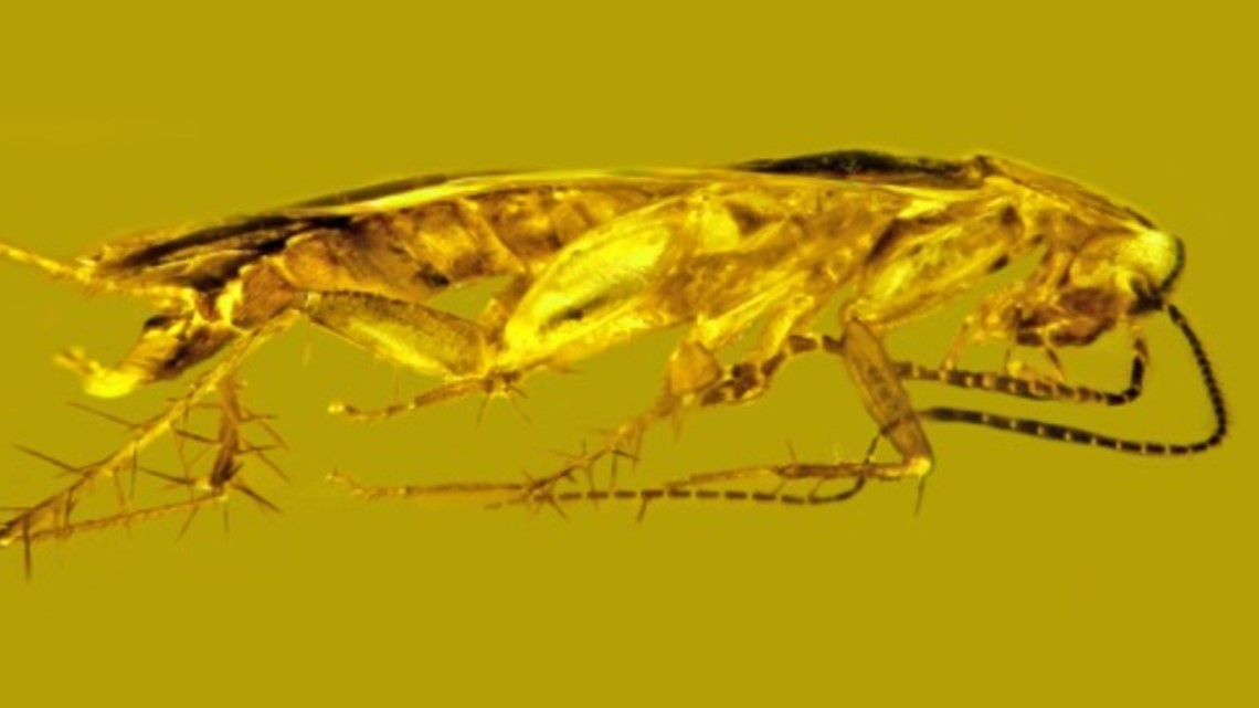 Oregon State researcher discovers new cockroach species | thv11.com