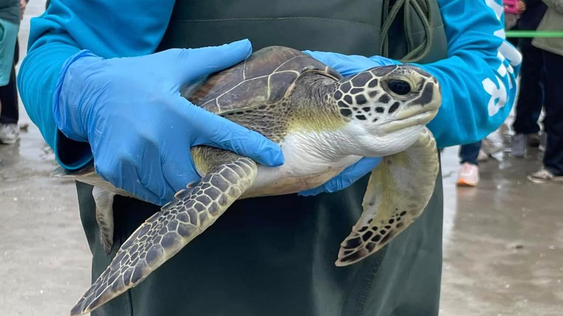Cold-stunned turtles rescued from Houston-area bays | thv11.com