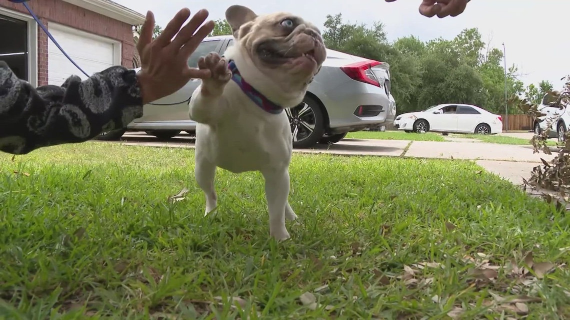 Man's missing French bulldog found more than 1,000 miles away | thv11.com
