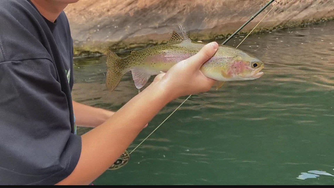 Arkansas Game & Fish stocks lakes and ponds with trout | thv11.com