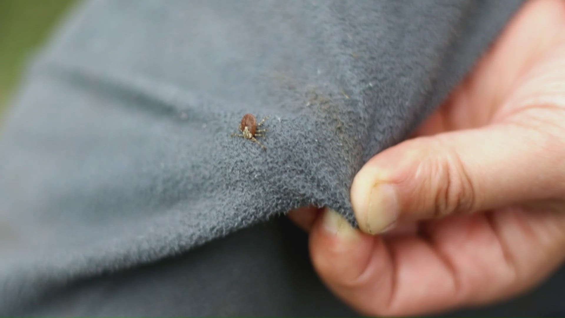Tick activity picking up across the U.S. | thv11.com