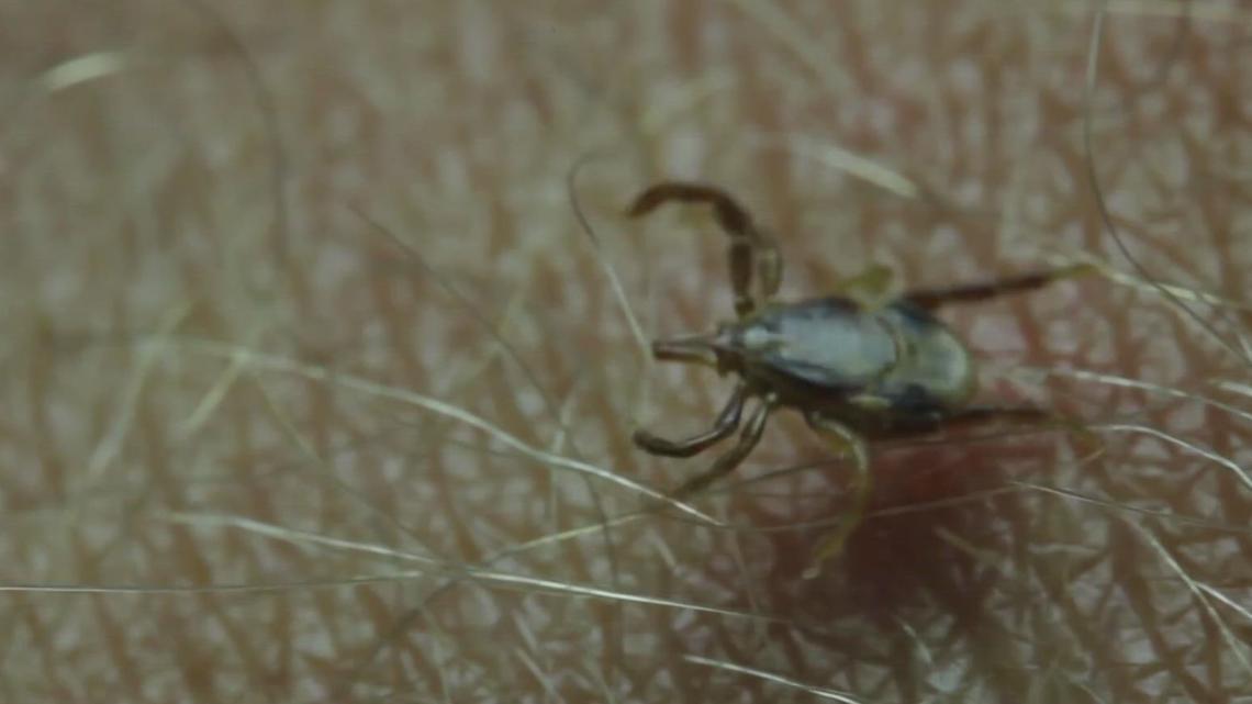 Summer is here, so is tick season in Arkansas | thv11.com