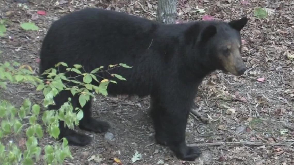 Is black bear population increasing in Arkansas? | thv11.com