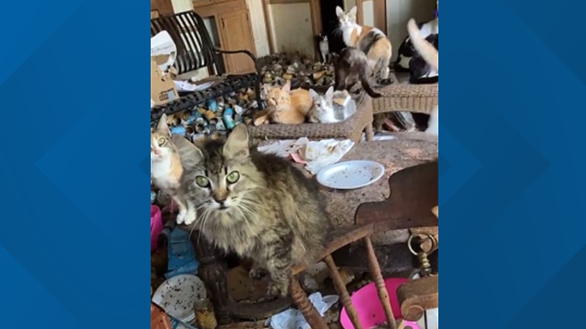Around 100 cats and one dog found inside Arkansas home | thv11.com