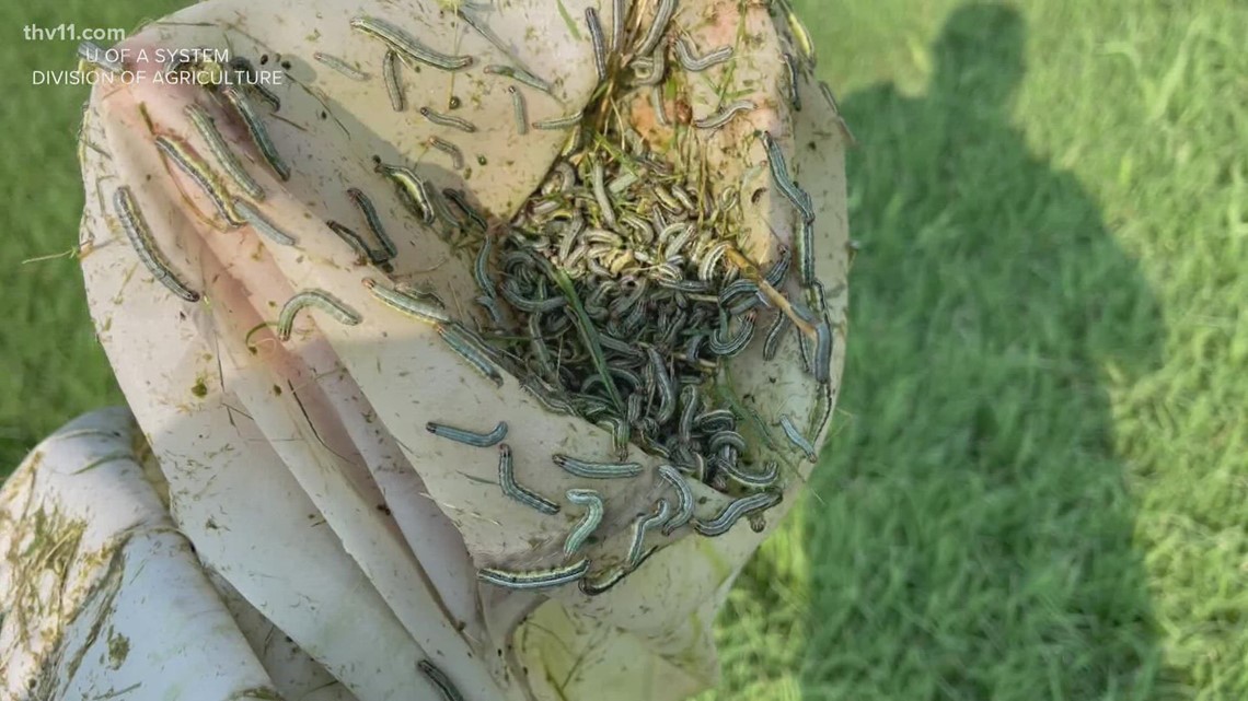 Fall army worms invade Arkansas, impacting farmers | thv11.com