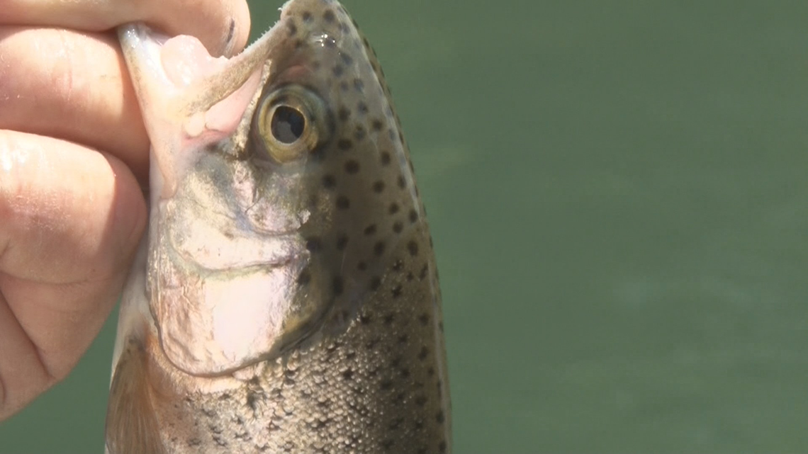 Urban ponds stocked with stout trout ahead of Thanksgiving | thv11.com