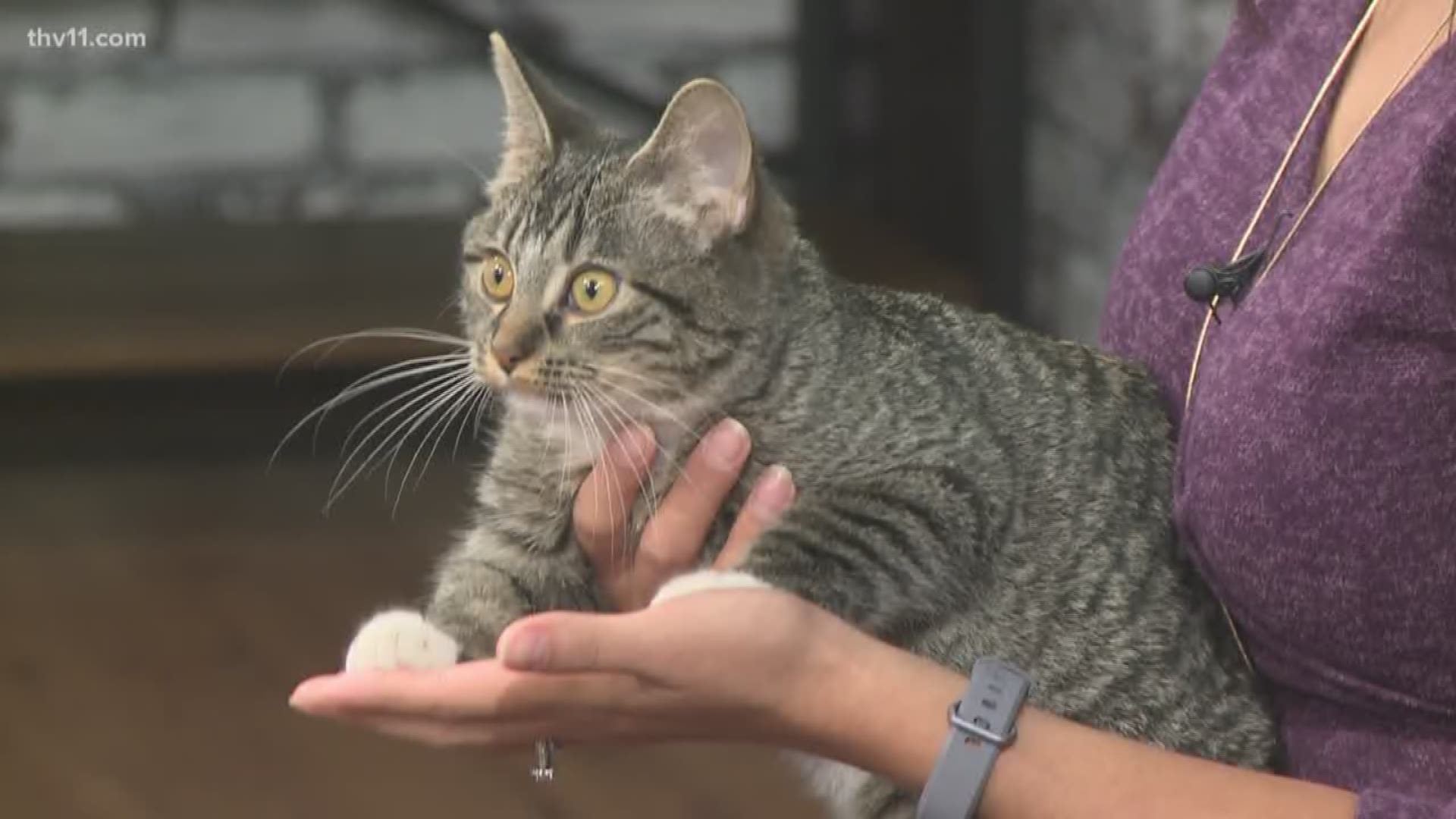 Pet of the Week | Fall in love with Ellen the kitten | thv11.com