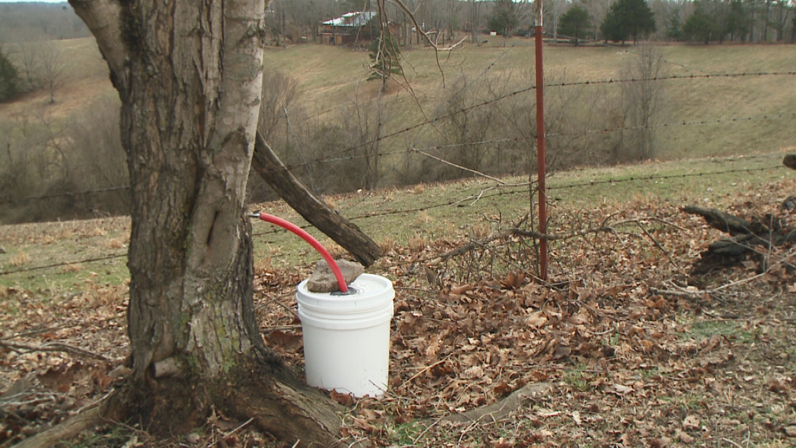 How to make maple syrup in your own backyard | thv11.com