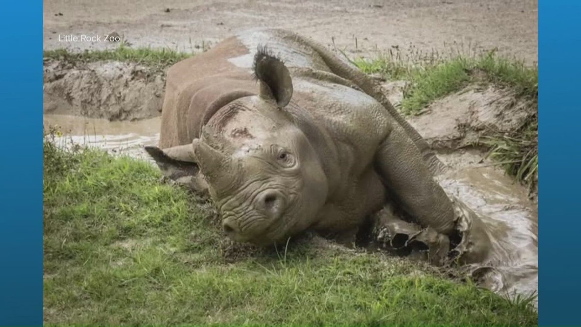 Little Rock Zoo welcomes new rhino | thv11.com