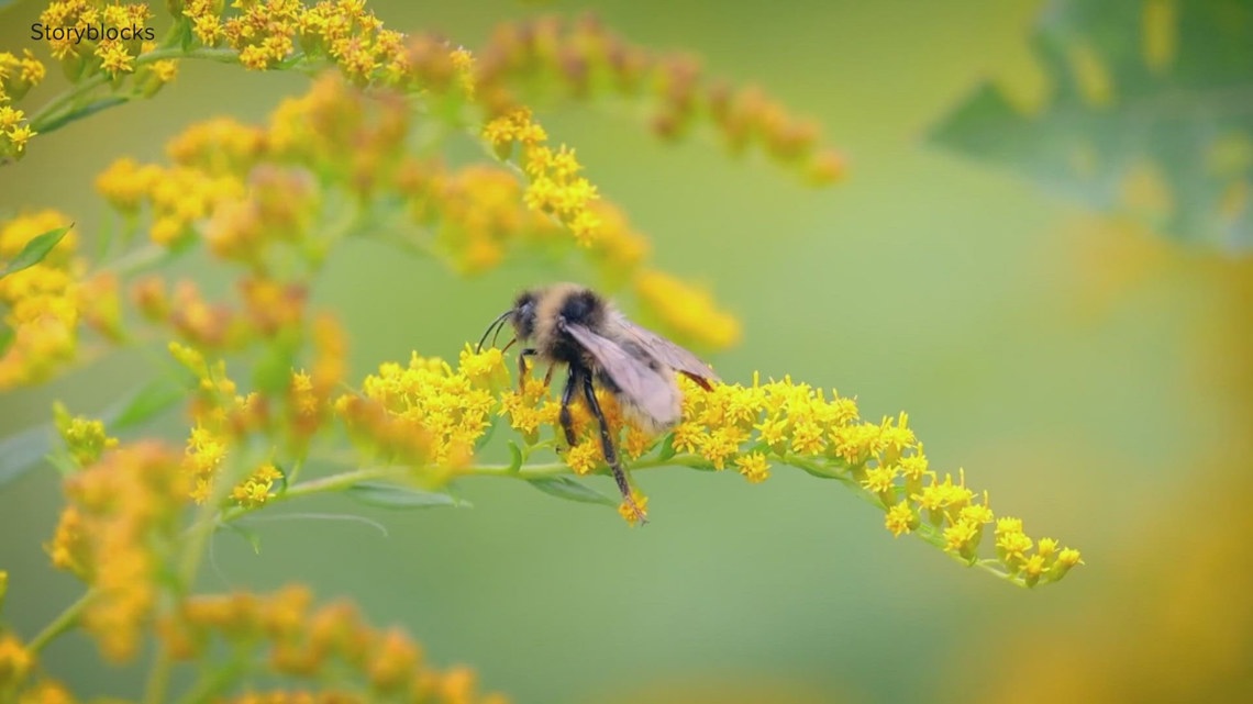 Is Arkansas the worst state for seasonal allergies | thv11.com