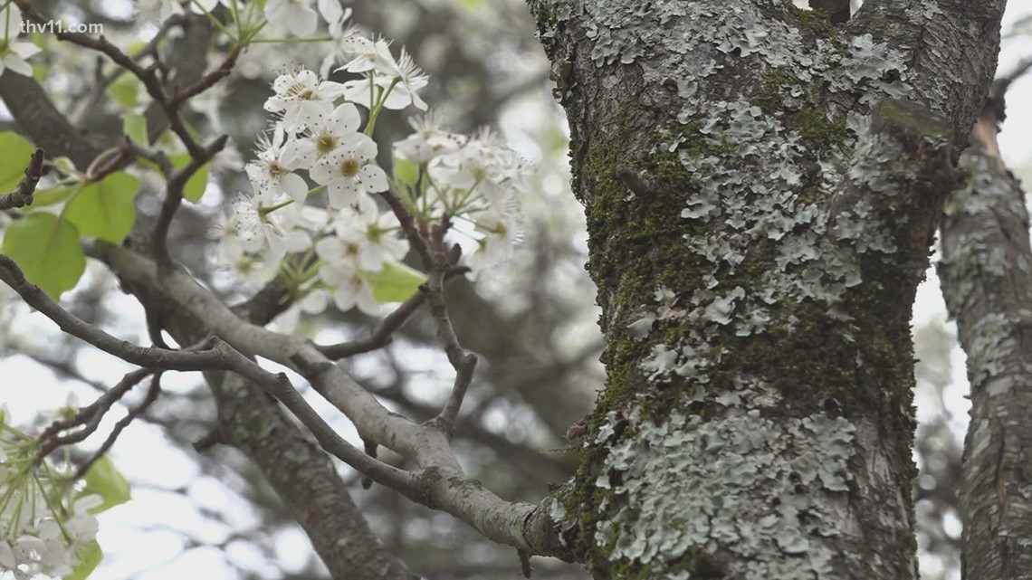 Free tree giveaway to take place in NLR | thv11.com