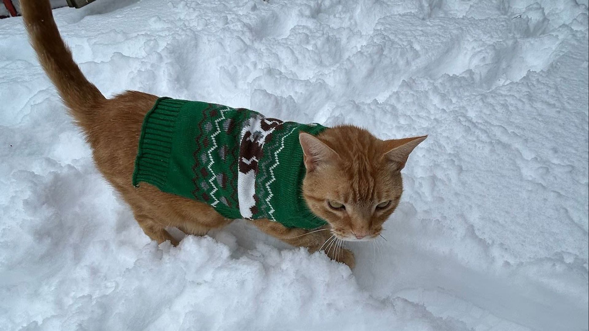 Arkansans get out and enjoy the snowfall | thv11.com