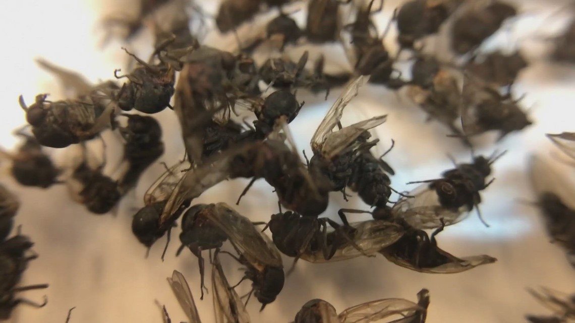 Warm weather brings buffalo gnats to Arkansas | thv11.com