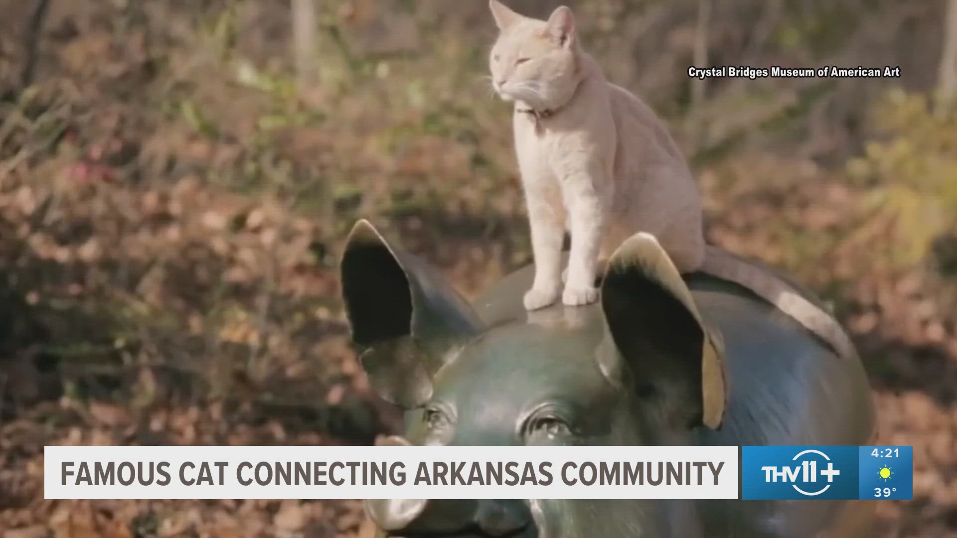 'Famous Hamish' the cat connects Arkansas community | thv11.com