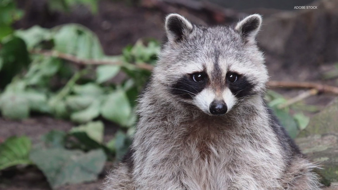 Arkansas study says city raccoons show signs of domestication | What to ...
